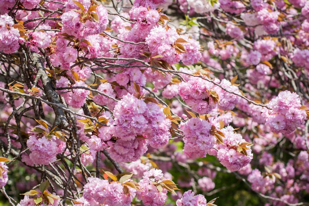 Simons photo of double flowered late cherry blossom - USTOA Blog