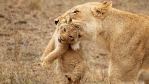 10 Amazing Lion Facts - USTOA Blog